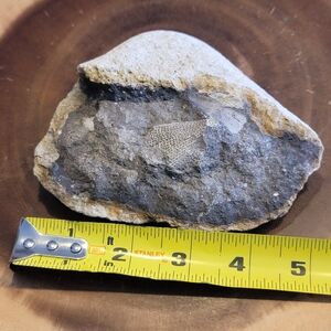Natural | Accents | Authentic Ancient Fenestella Bryozoan Fossil ...